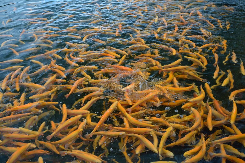Trout feeding stock photo. Image of amber, swimming, orange - 40075088