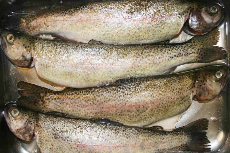 Trout fish stock photo. Image of nutritive, trout, aromatic - 20265522
