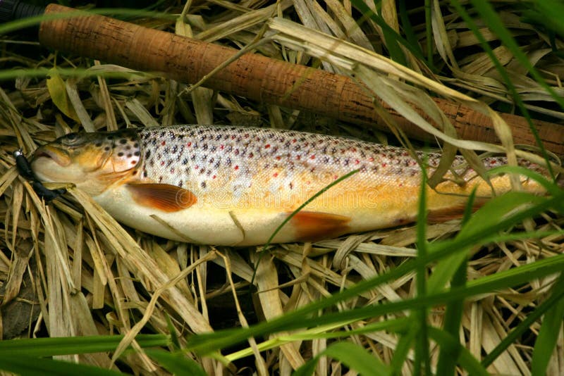 Trout fish stock image. Image of casting, hobbies, browntrout - 701663