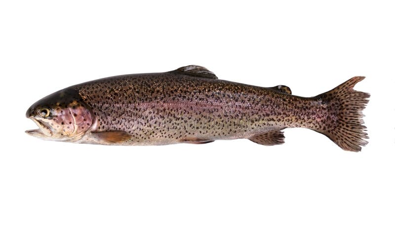 Trout fish stock image. Image of meal, mouth, diet, natural - 9994409