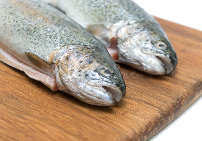 Trout fish close up stock photo. Image of closeup, piece - 28264086
