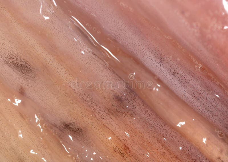 Trout Fish Fin As Abstract Background Stock Photo - Image of abstract ...