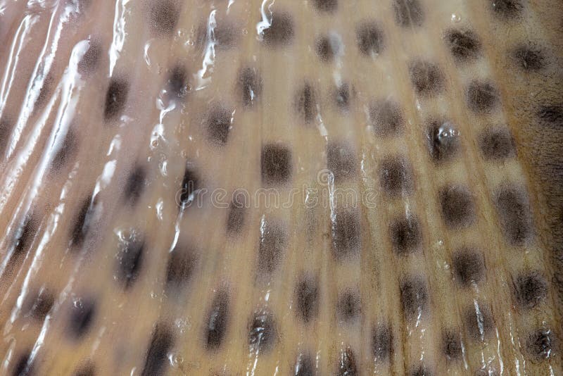 Trout Fish Fin As Abstract Background Stock Image - Image of market ...