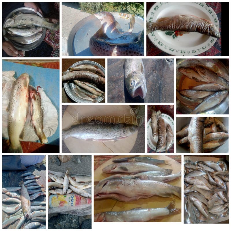 Trout Fish. Gilgit Baltistan Editorial Photo - Image of femus ...