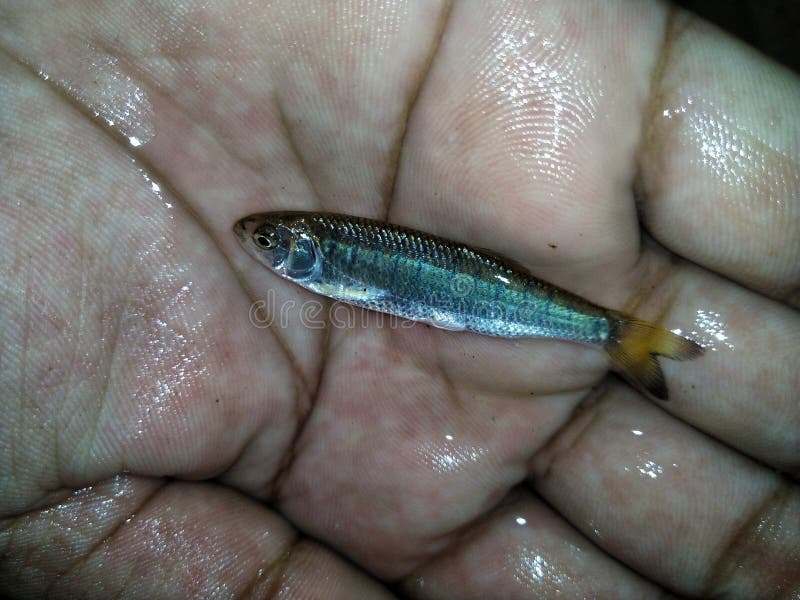 Trout Fish in Human Hand Palm Stock Photo - Image of trout, palm: 190034092