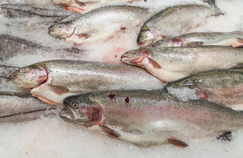 Trout Fish in Ice on the Counter Stock Photo - Image of dinner ...