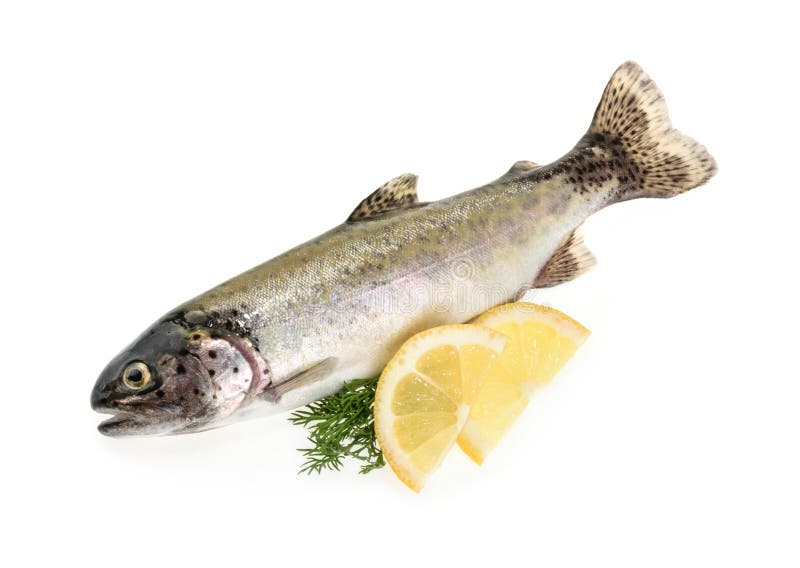 Trout Fish Isolated on White without Shadow Stock Photo - Image of ...