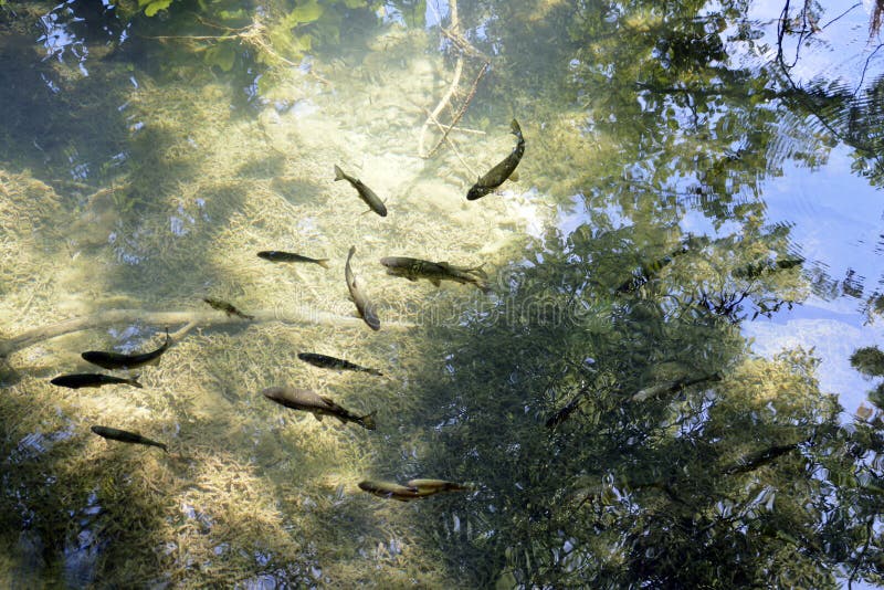 Limpid water stock image. Image of peace, steep, boot - 2373247