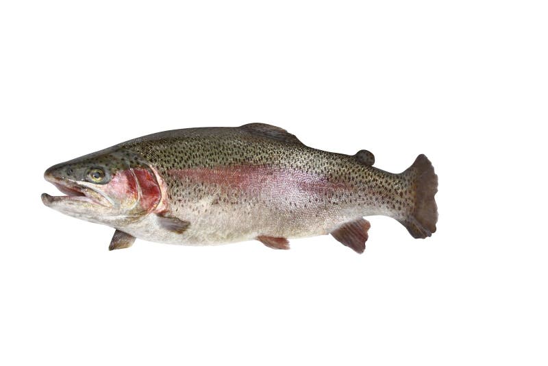 Fish Rainbow Trout, Jumping Out of the Water, Isolated on a White ...