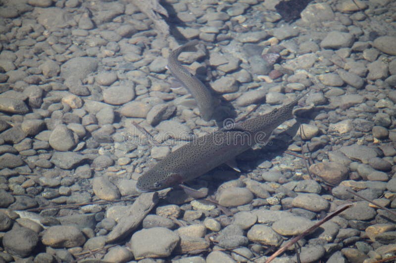 Trout Fish Spawning in Low Water in the Fresh Water Lake Stock Photo ...