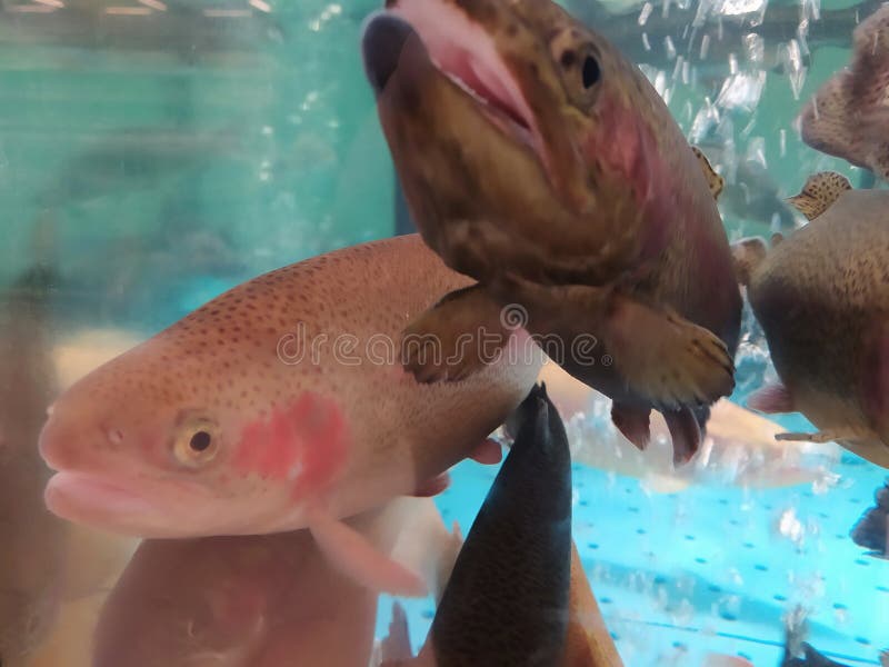 Trout Fish Swimming in the Aquarium Stock Photo - Image of aquatic ...