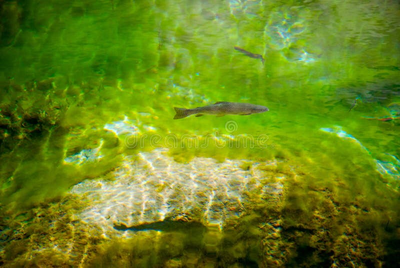 Trout fish swimming stock image. Image of water, trout - 74235793