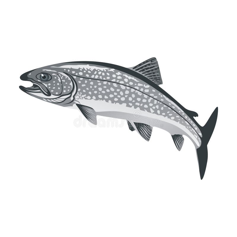 Trout Fish Vector Greyscale Stock Vector - Illustration of vector ...