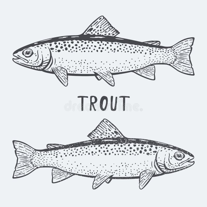 Trout Vector Art