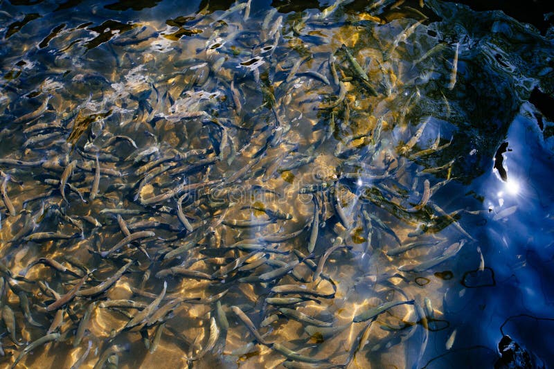 Trout fishes in fish farm stock photo. Image of seafood - 279071970