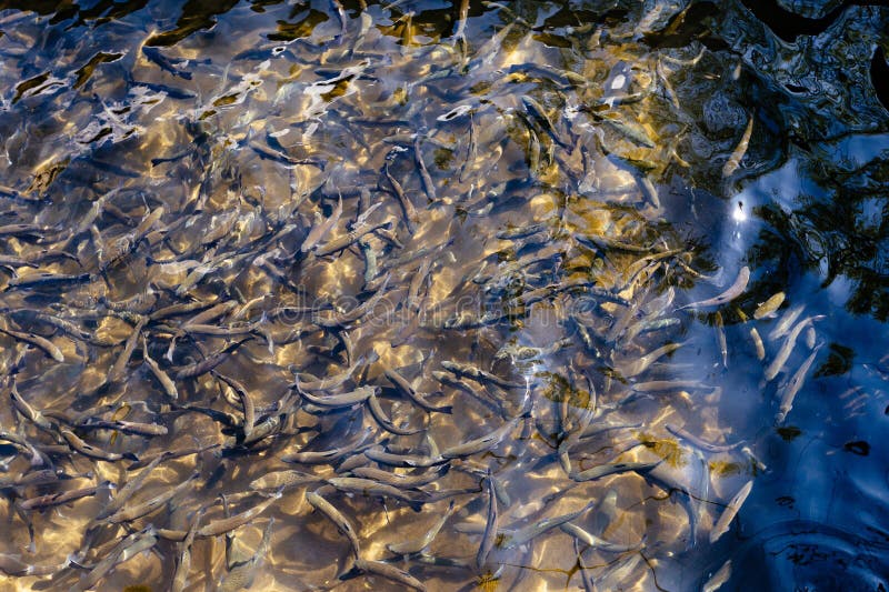 Trout fishes in fish farm stock image. Image of hatchery - 279071971