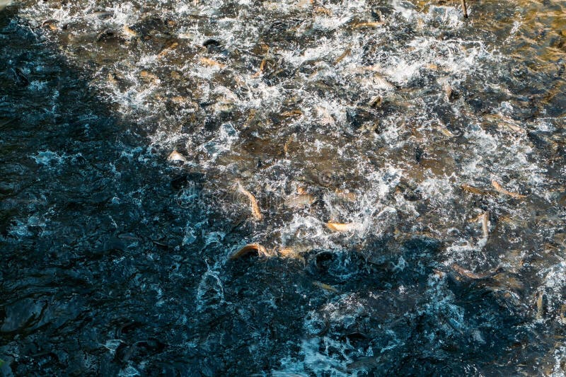 Trout fishes in fish farm stock photo. Image of agriculture - 301056124