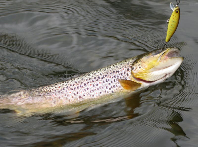 Trout fishing stock photo. Image of fisherman, game, creek - 23029428