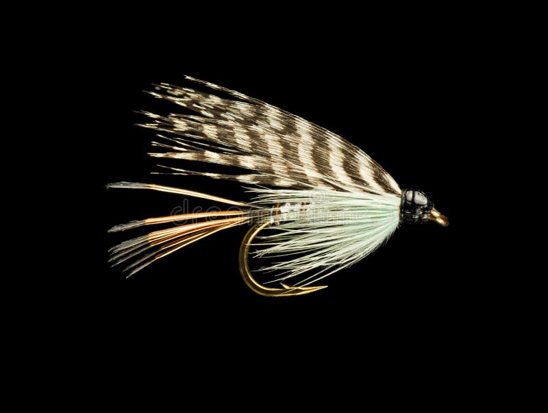 Trout Fishing Fly stock image. Image of hackle, artificial - 12922039