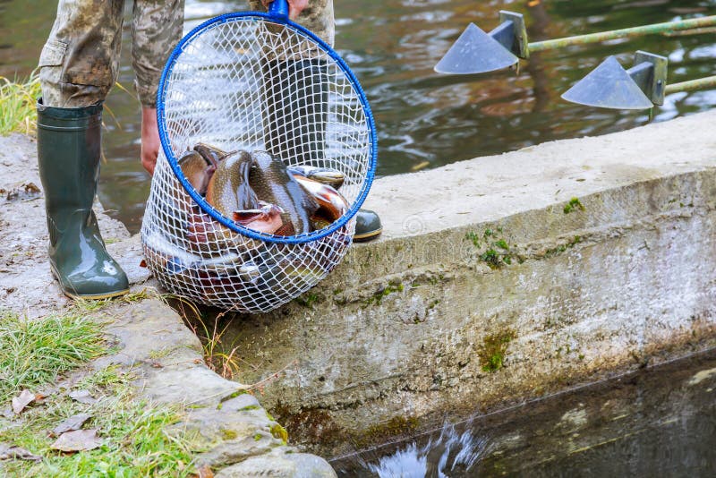 Trout in a Fishing Net. Trout Fishing at the Fish Farm Stock Photo ...