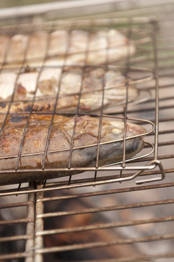 Trout Grilled on Campfire stock image. Image of bonfire - 20134681