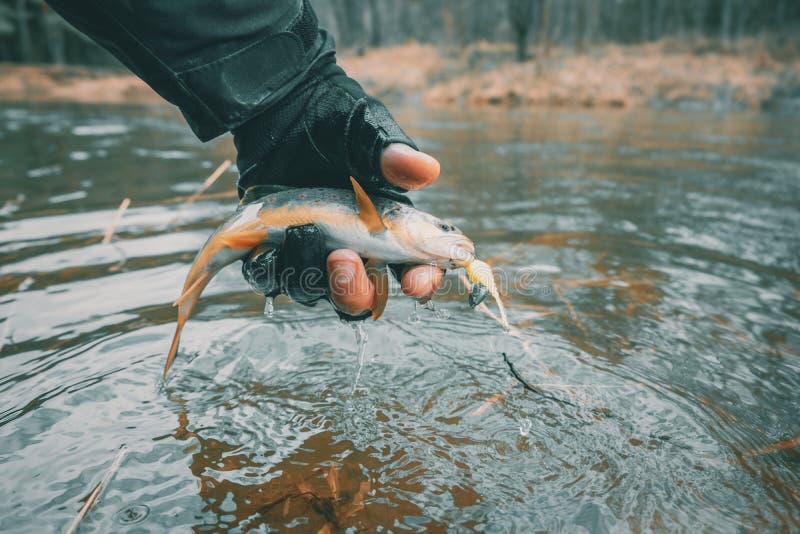 Trout in the Hand of Angler Stock Image - Image of catch, hobby: 183305329