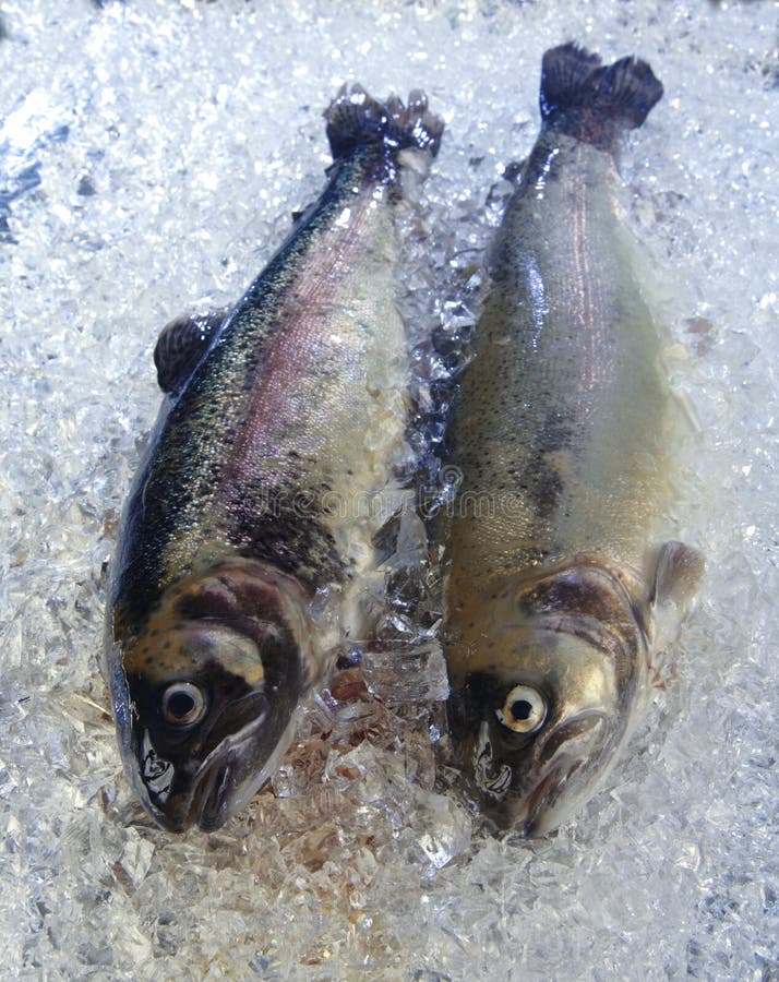 Cooled Trouts Stock Photos - Free & Royalty-Free Stock Photos from ...
