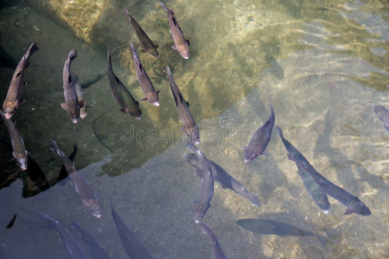 Trout in the pond 04 stock photo. Image of trout, water - 72099338