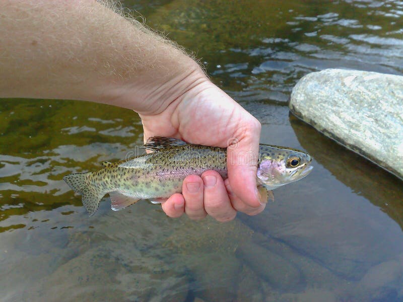 Trout stock photo. Image of trout, fish, river, fishing - 42803350