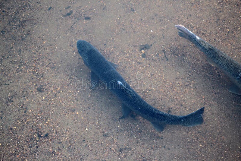 Trout stock photo. Image of pond, scales, sand, swimming - 40114356