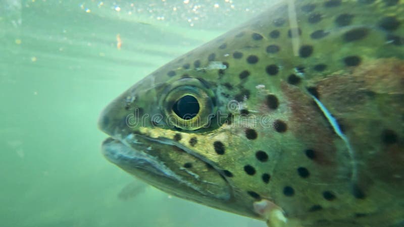 Trout Swimming in the Water Stock Footage - Video of face, head: 277662402