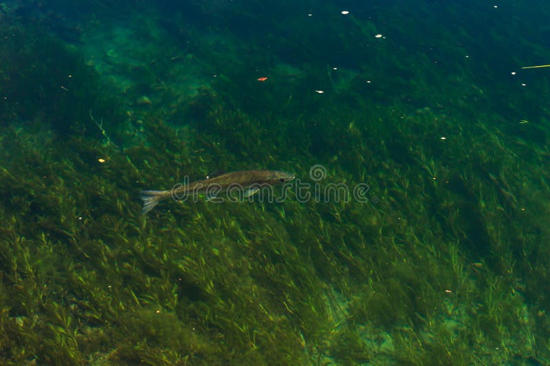 A Trout in Transparent and Brightly Colored Waters with Algae in the ...