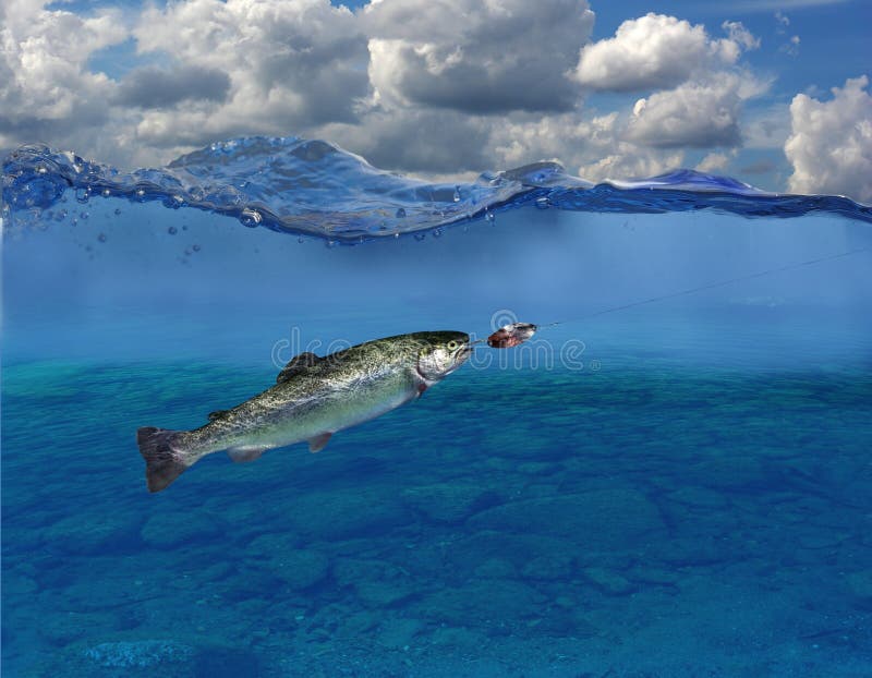 Trout Fish Swimming stock image. Image of seafood, aquatic - 16181543
