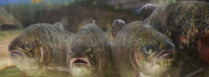 Trout in the Water. Close-up of River Trout Stock Photo - Image of ...