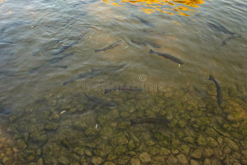 Trout in water of a lake stock photo. Image of animal - 140294196