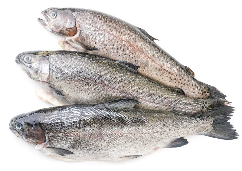 Trout on a White Background, Isolated. the View from Top Stock Image ...