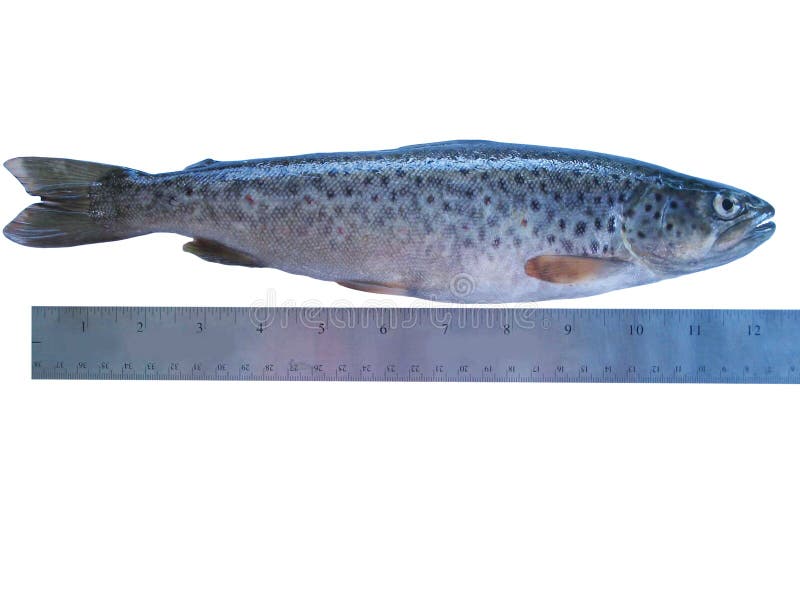 Trout2 stock image. Image of isolated, skin, mouth, lake - 322915