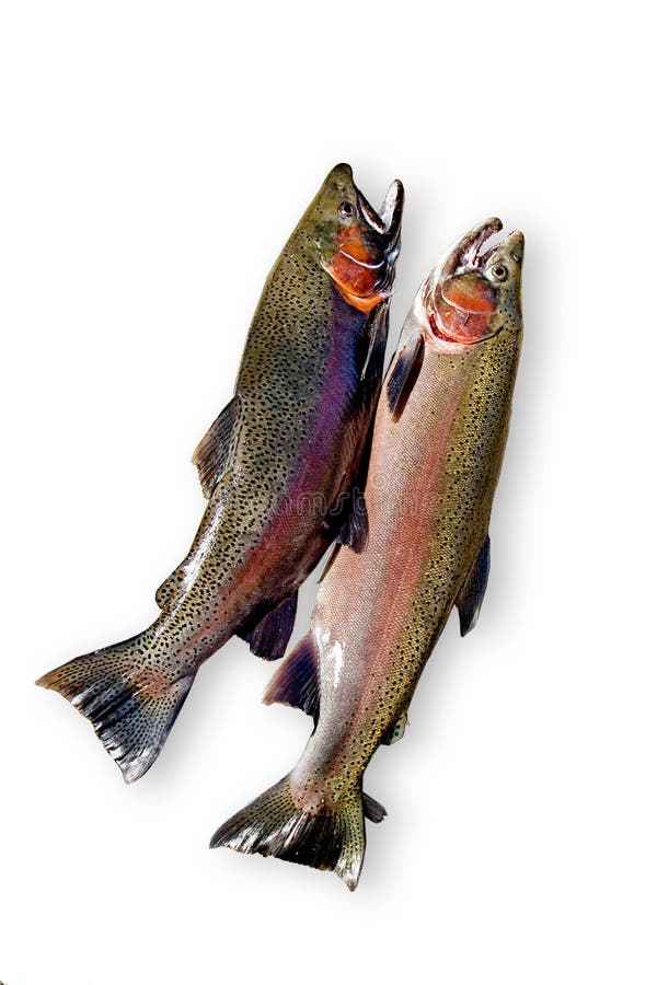 Twou Fish Stock Photos - Free & Royalty-Free Stock Photos from Dreamstime