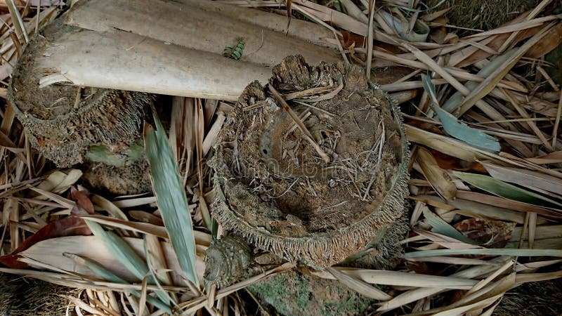 Raíces de bambú foto de archivo. Imagen de planta, poste - 53365304