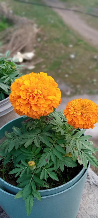 Tru Very Beautiful Genda Flowers Stock Image - Image of flowers ...