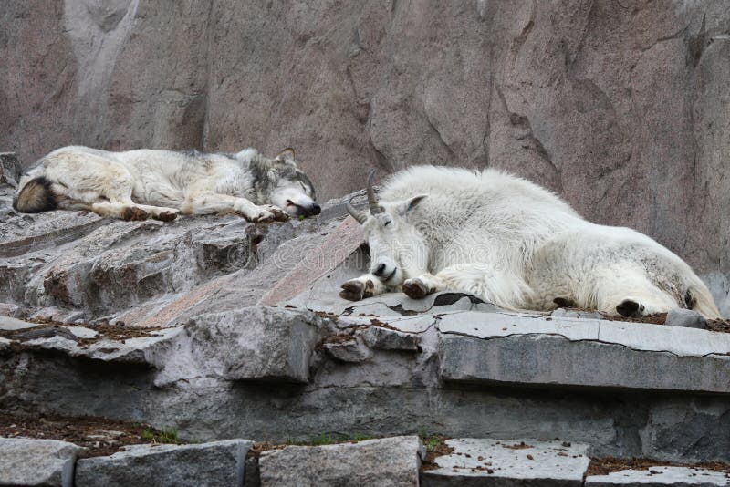 Truce stock photo. Image of herbivore, sleeping, animals - 19929454