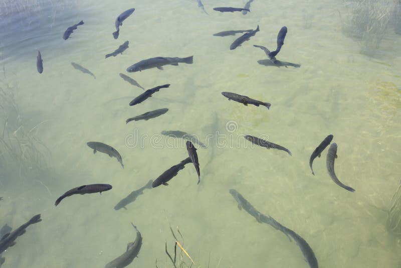 Natación De Trucha De Bebé En Tanque En La Pescadería Jones Hole Fish ...