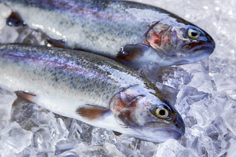 Trucha cruda fresca entera foto de archivo. Imagen de fresco - 57947254