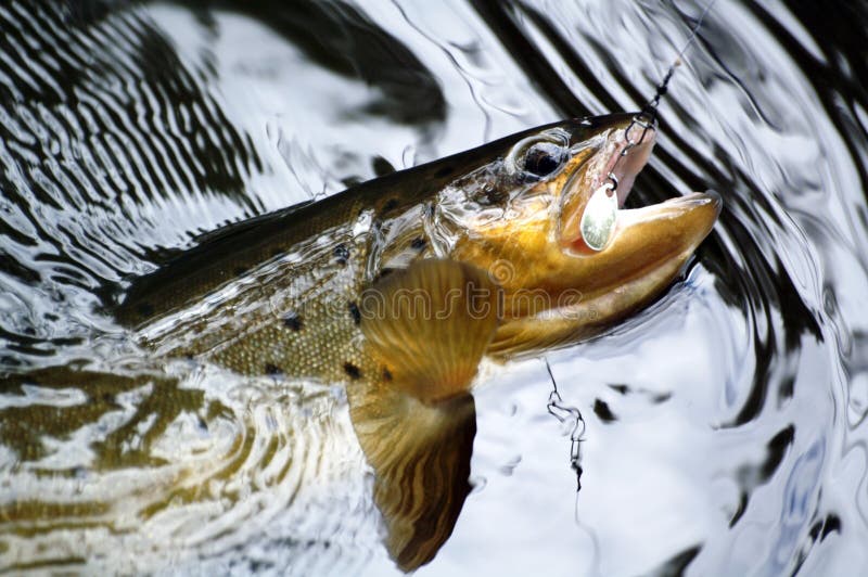 En Gancho. Concepto De Silencio. La Boca Abierta Del Pez Cuelga. Equipo ...