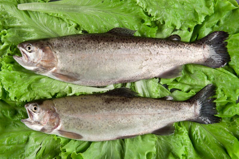 Trucha de los pescados imagen de archivo. Imagen de actividad - 59286451