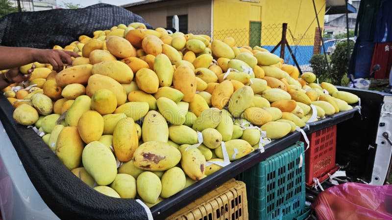 A Truck Full Load of Fresh Ripe Mangos. Stock Image - Image of ...