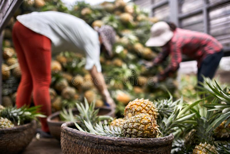 Truck Fully Loaded with Fresh Pineapples and Two Workers Which Sorting ...