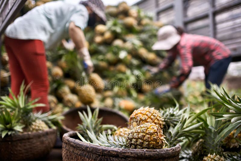 Truck Fully Loaded with Fresh Pineapples and Two Workers Which Sorting ...