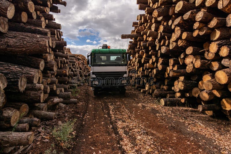 Truck Loading Wood in an Outdoor Pine Wood Warehouse Stock Image ...