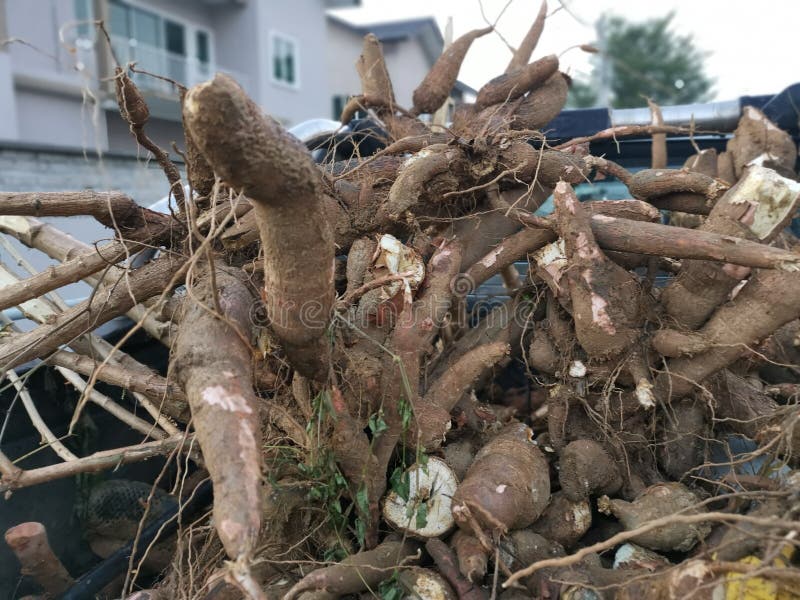 A Truck of Raw Tapioca Root Stock Image - Image of brown, macaxeir ...